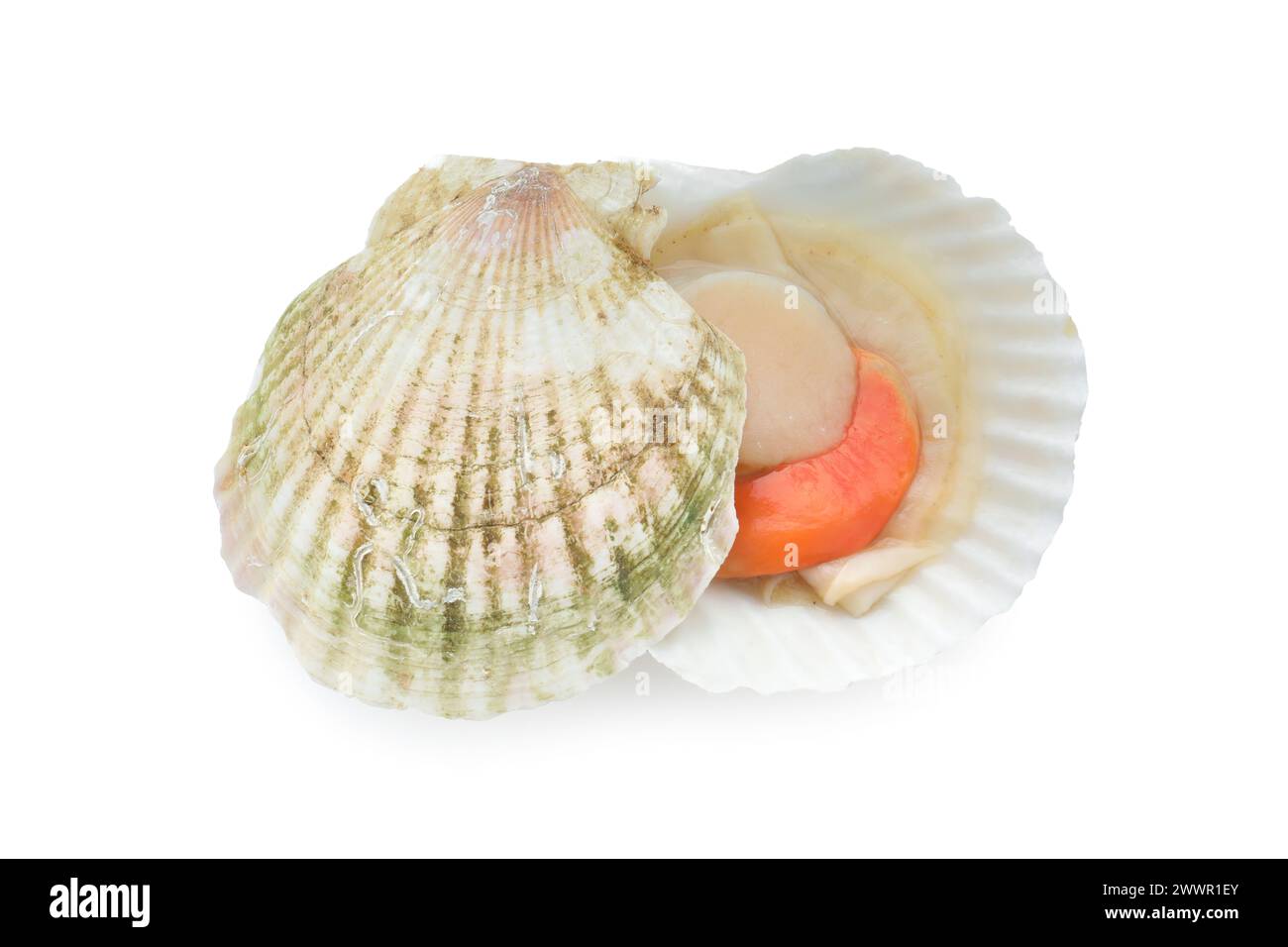 Fresh raw scallop with shell isolated on white, top view Stock Photo ...