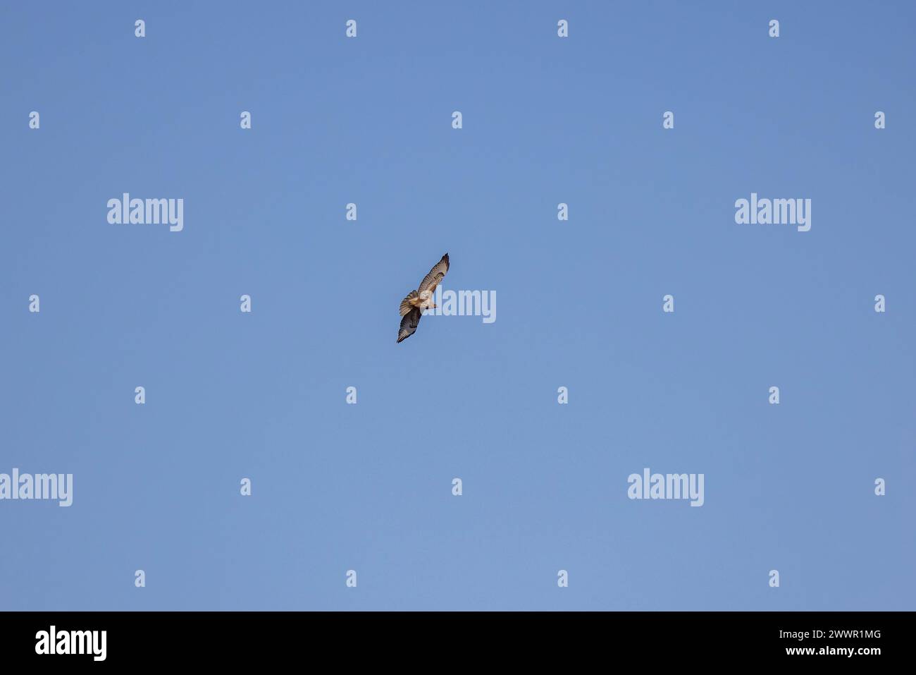 Flying ural owl hi-res stock photography and images - Alamy