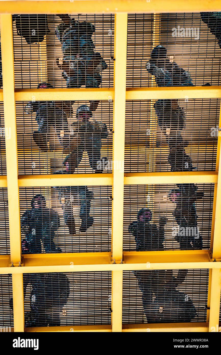 Air Assault candidates rappel off the rappel towers on Camp Buehring ...