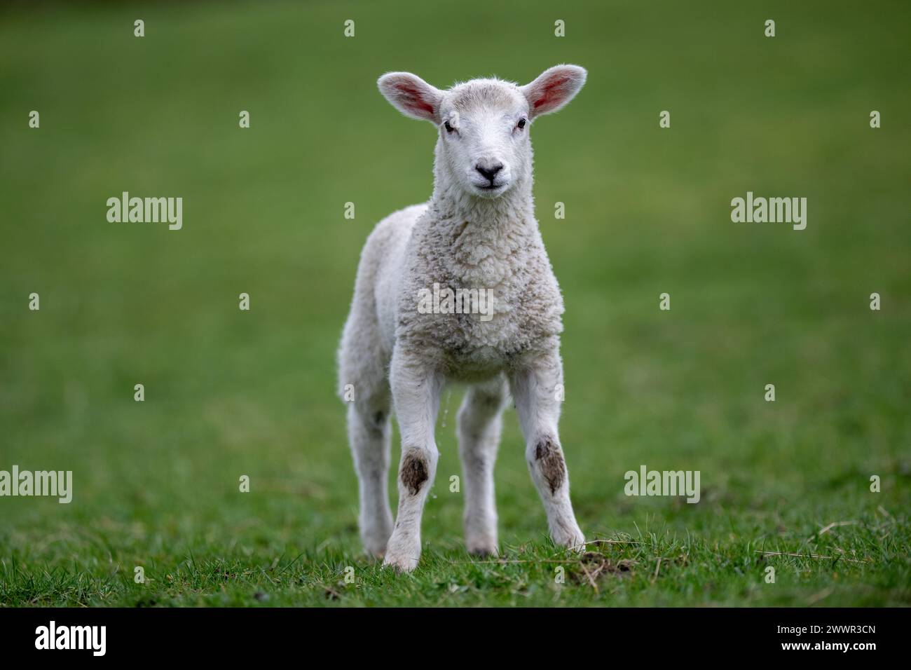 Young white lamb in field. North Yorkshire, uK Stock Photo - Alamy