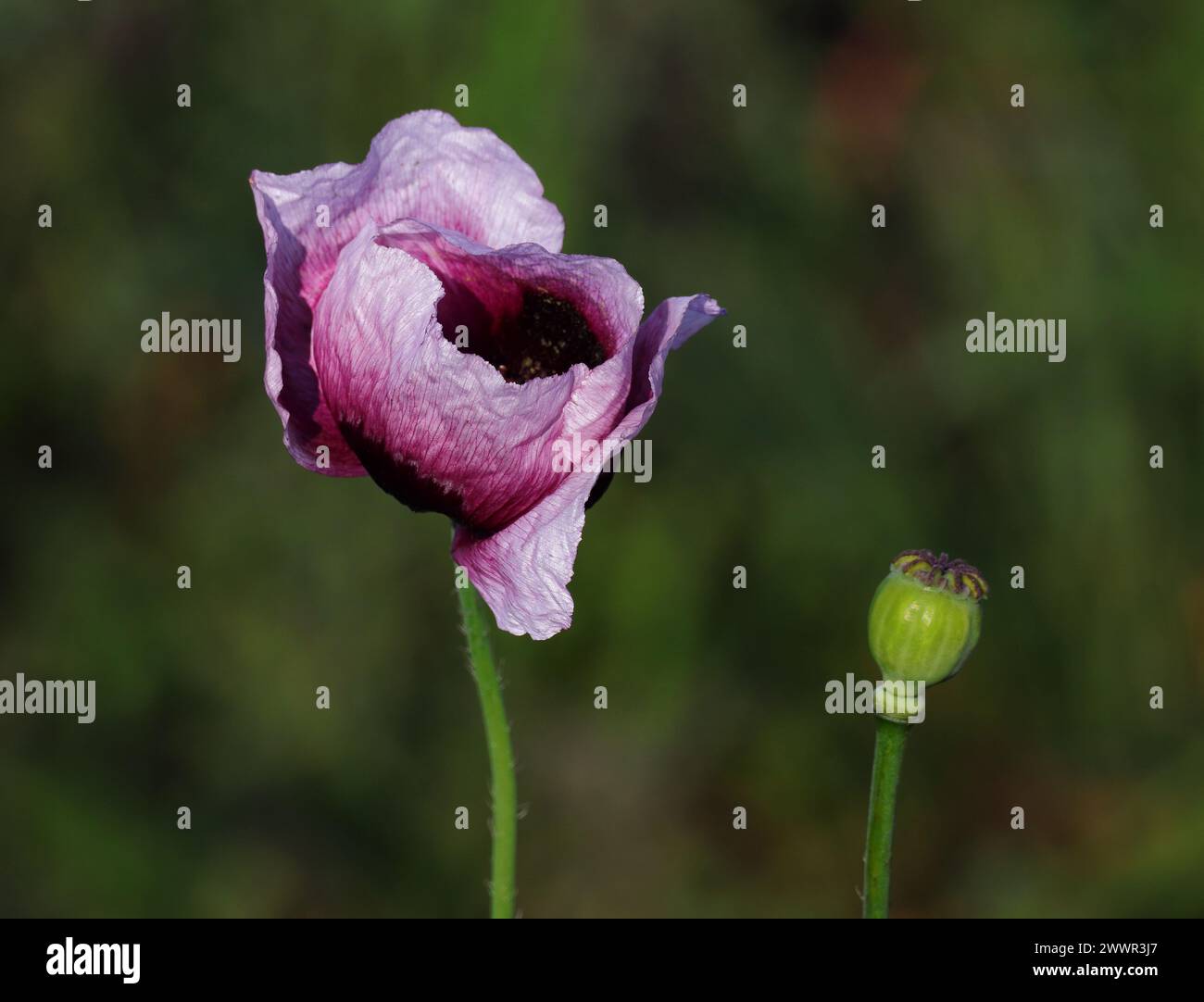 Opium Poppy also known as Breadseed poppy - Papaver somniferum growing ...