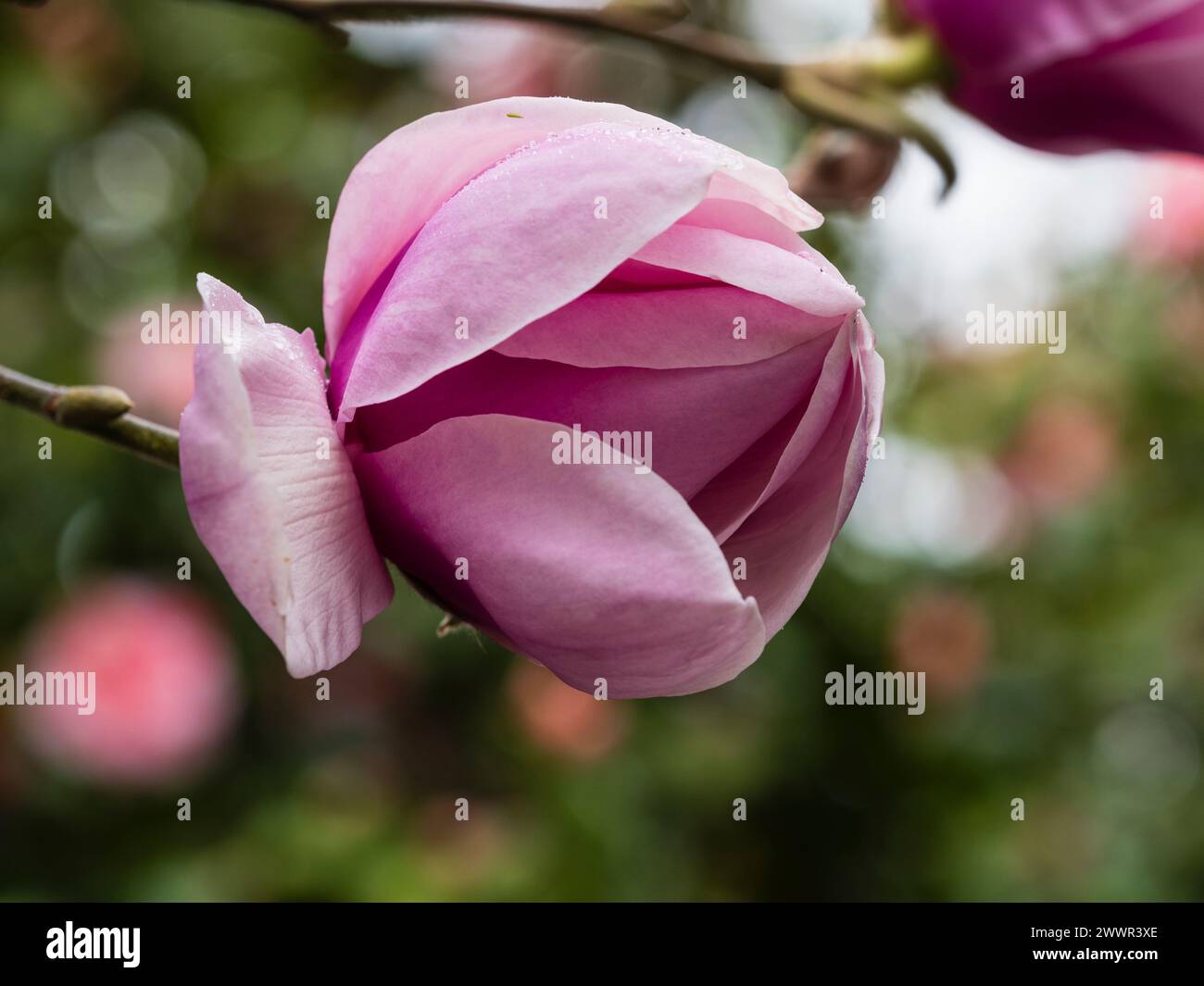 LArge pink early spring flower of the hardy deciduous tree, Magnolia ...