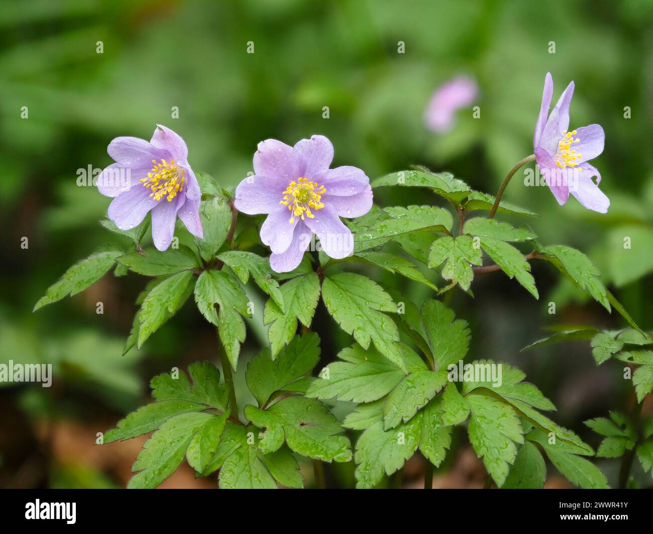 Pale lavender blue form of the early spring flowering wood anemone ...