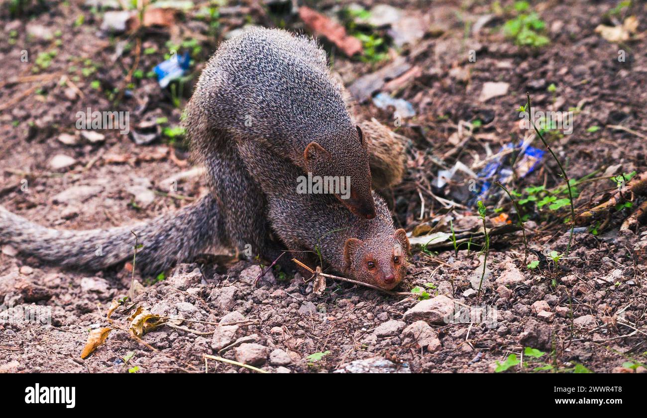 Indian grey mongoose prey hi-res stock photography and images - Alamy