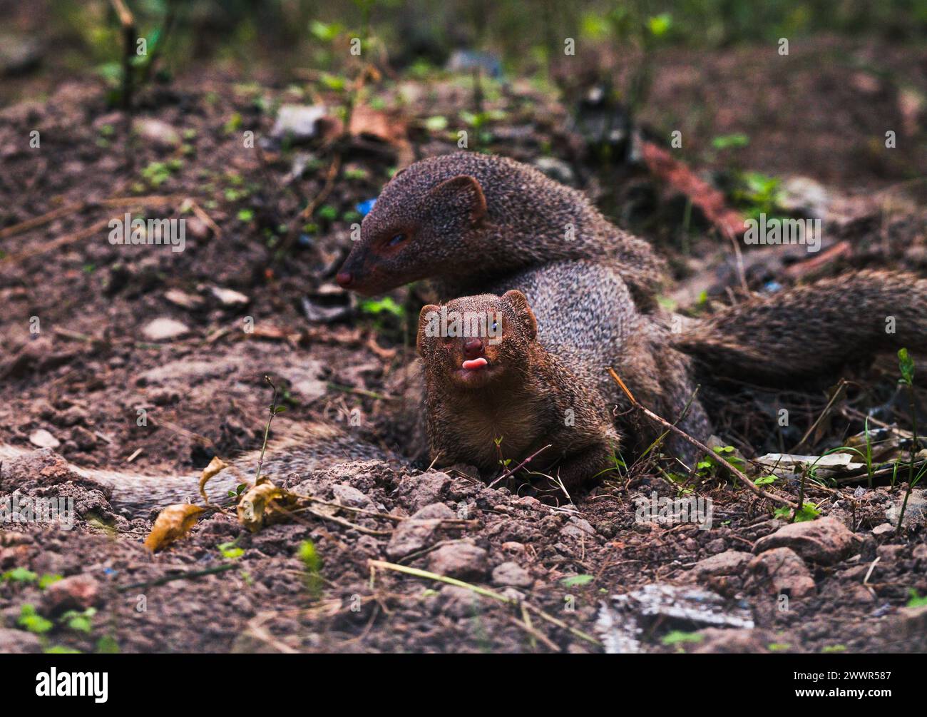 Mongoose mating hi-res stock photography and images - Alamy