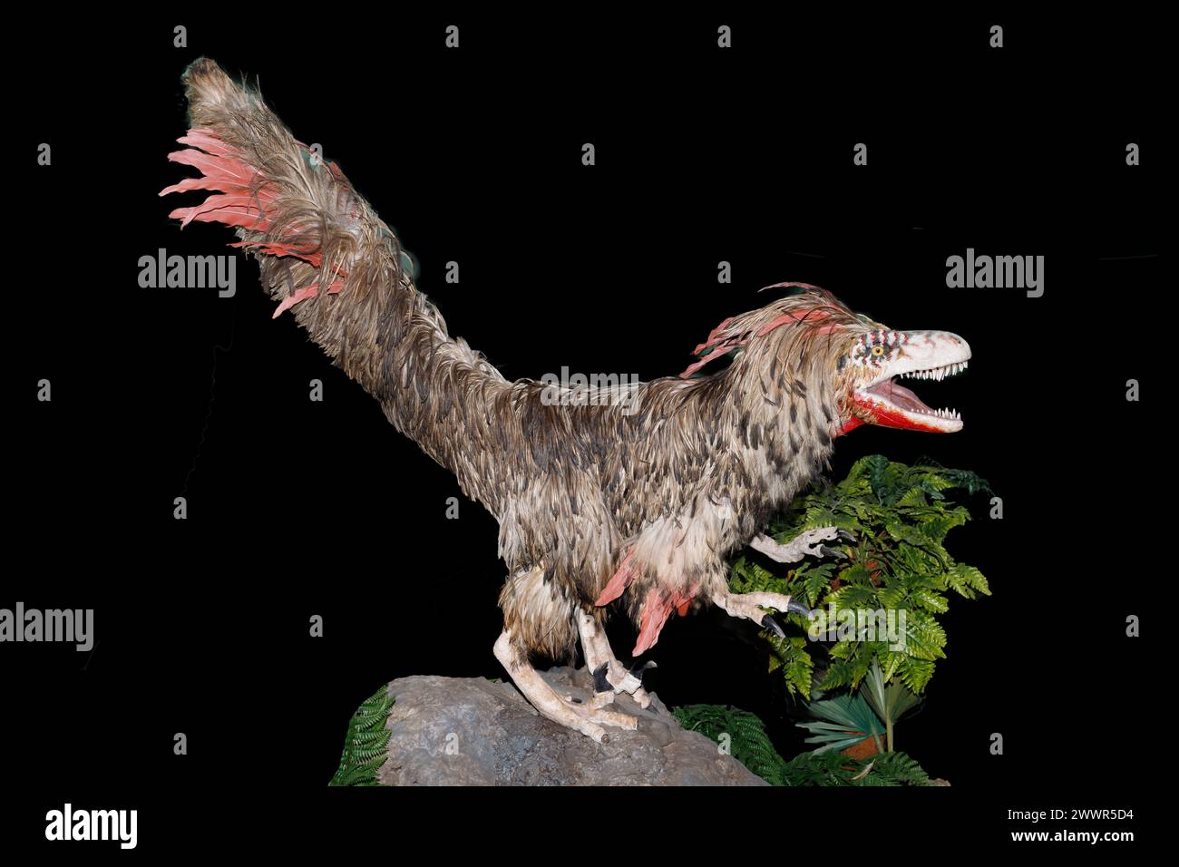 Deinonychus fossils hi-res stock photography and images - Alamy