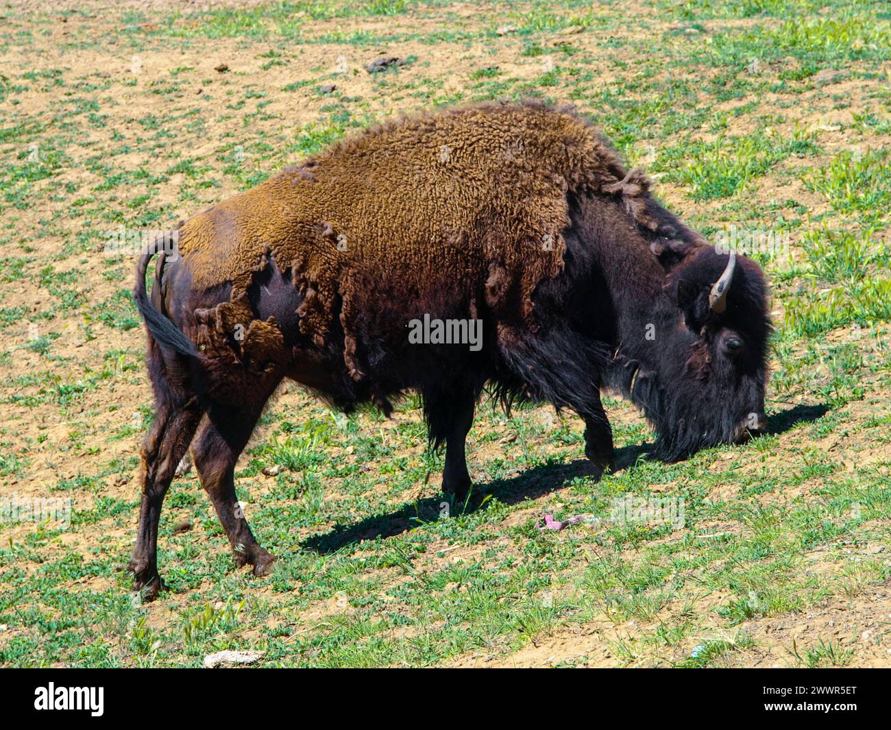 American bison - Bison bison - known as the American buffalo, USA Stock ...