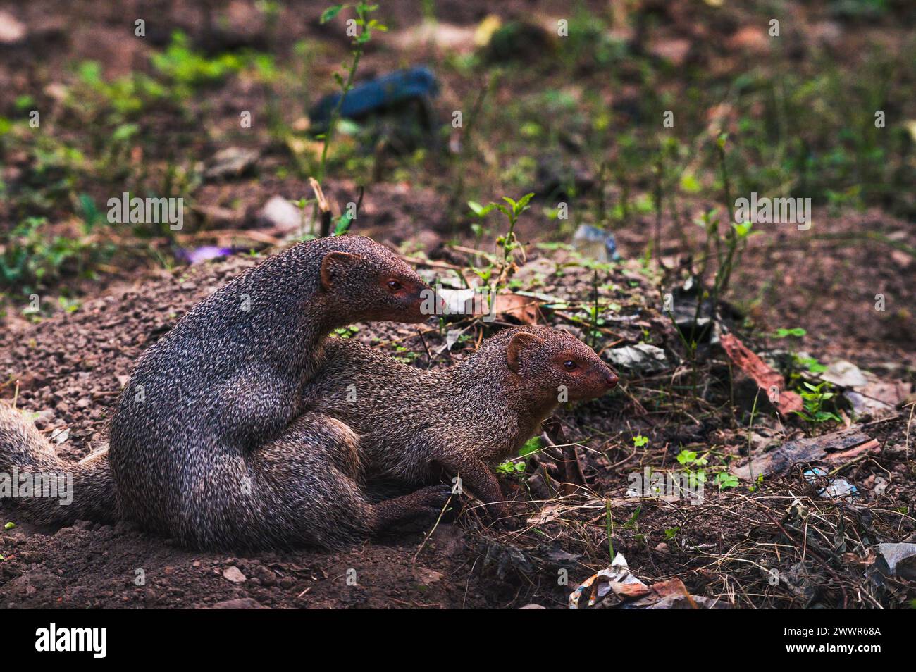 Indian grey mongoose prey hi-res stock photography and images - Alamy