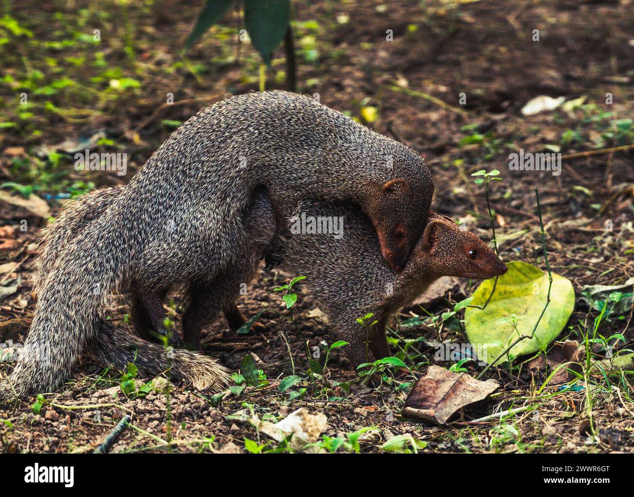 Asia lizards mating hi-res stock photography and images - Alamy