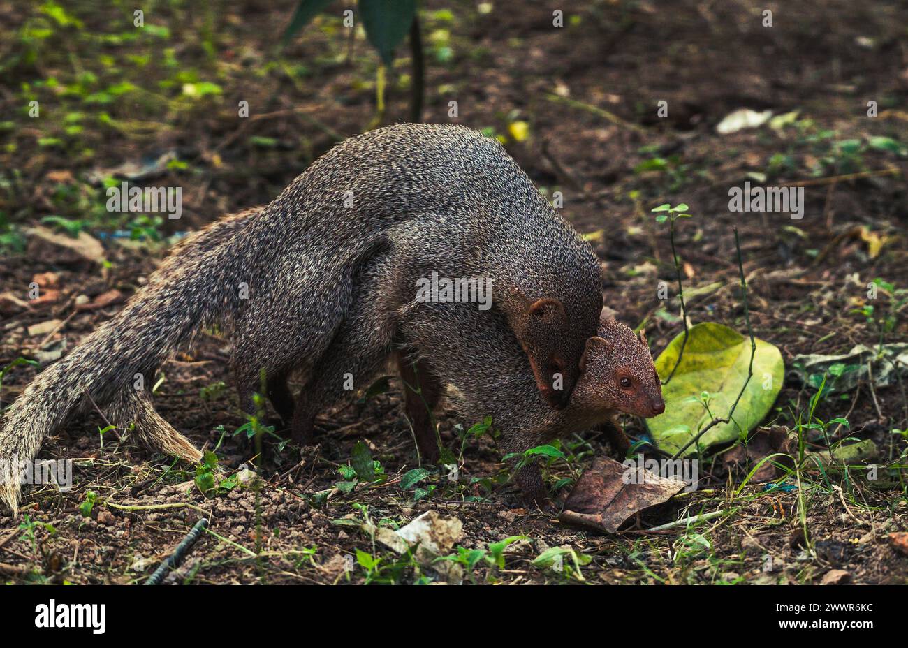 Asia lizards mating hi-res stock photography and images - Alamy