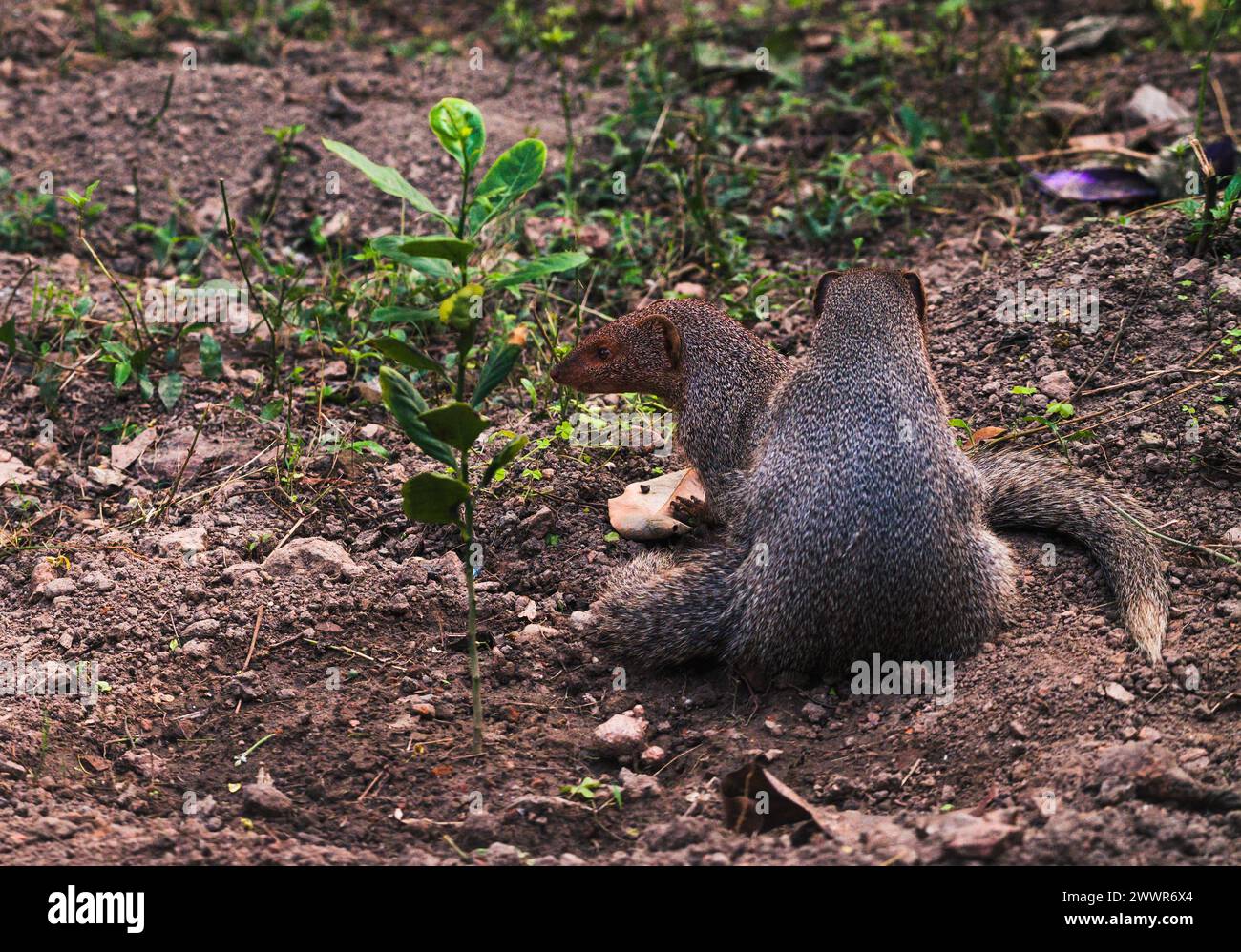 The mating pair of the Indian grey mongoose is in grassland at Tehatta ...