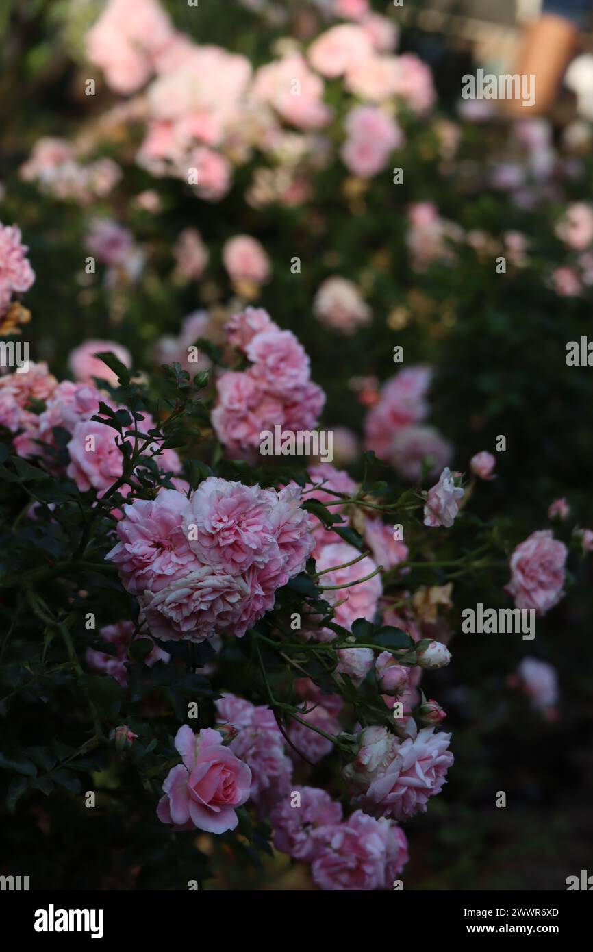 Rose Garden, Beautiful Rose Bush In Full Bloom, Floral Background ...