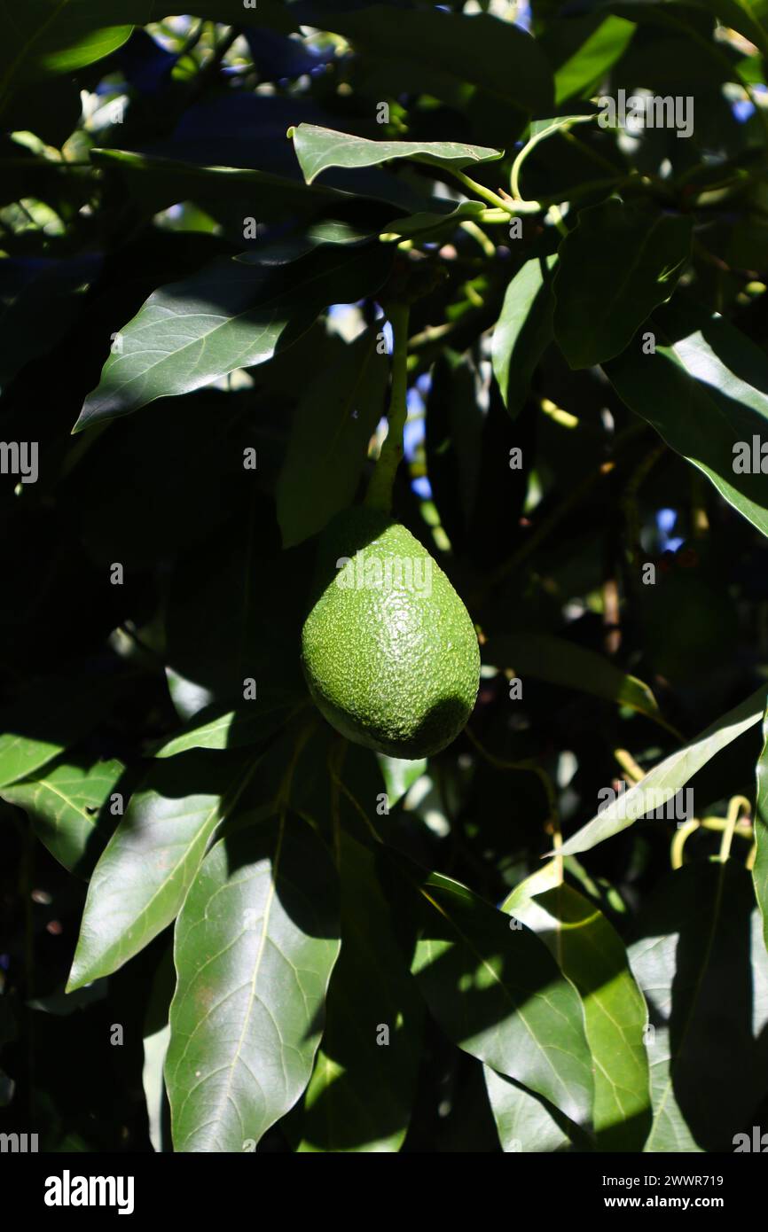 Close-up Photograph of Avocado on a Tree Branch, Fruit Harvest, High ...