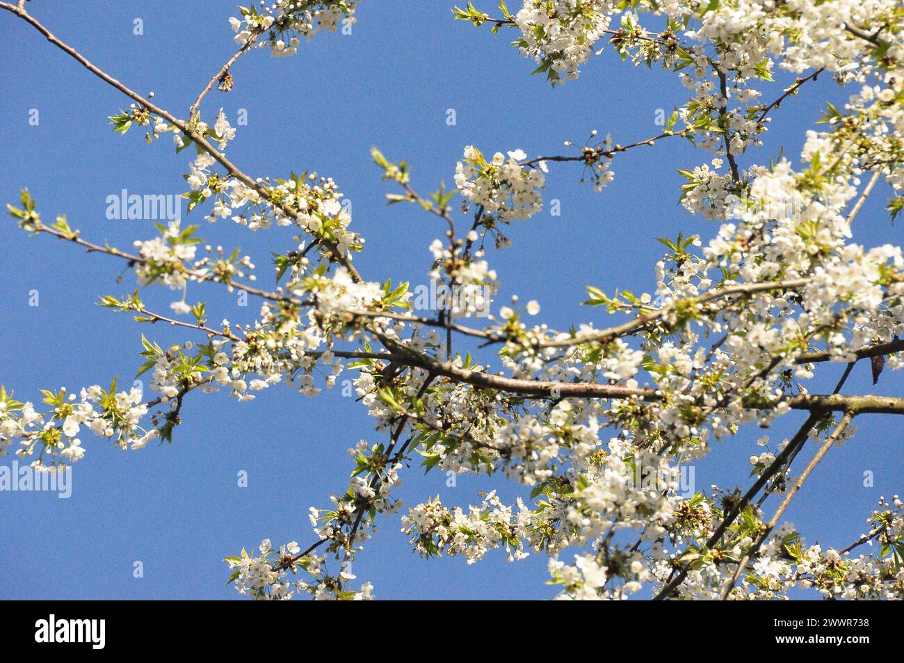 Blühender Baum im Sommer Stock Photo - Alamy