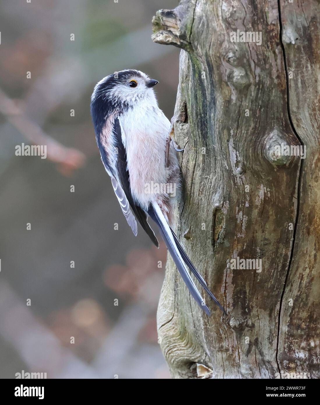 A Long Tailed Tit (Aegithalos caudatus) hanging on a thin Oak Tree ...