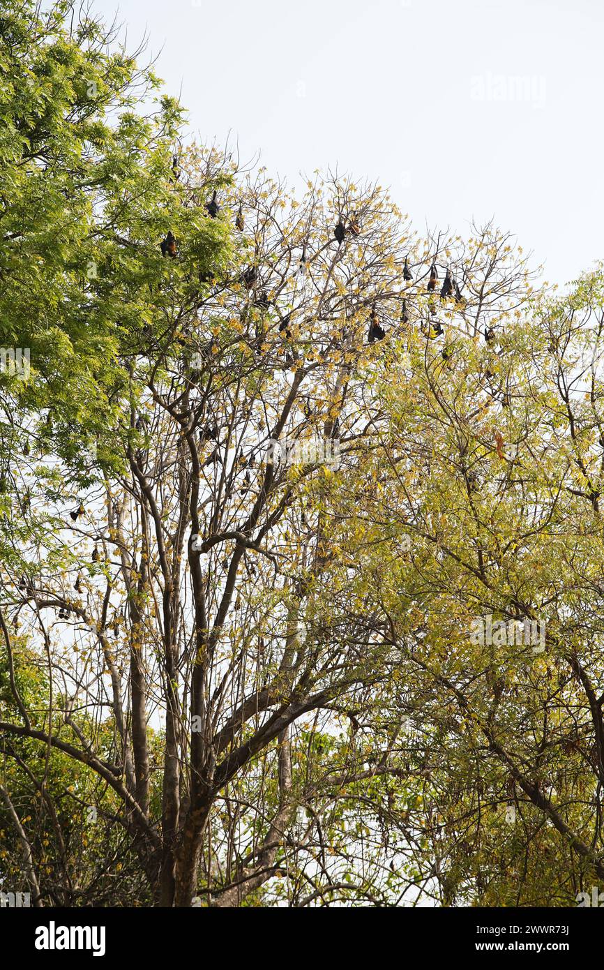 Flying nana hi-res stock photography and images - Alamy