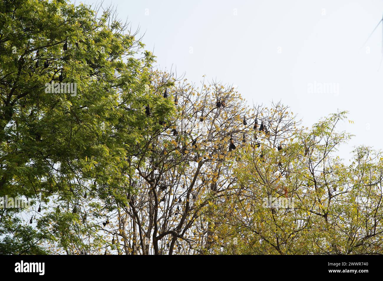 Flying nana hi-res stock photography and images - Alamy