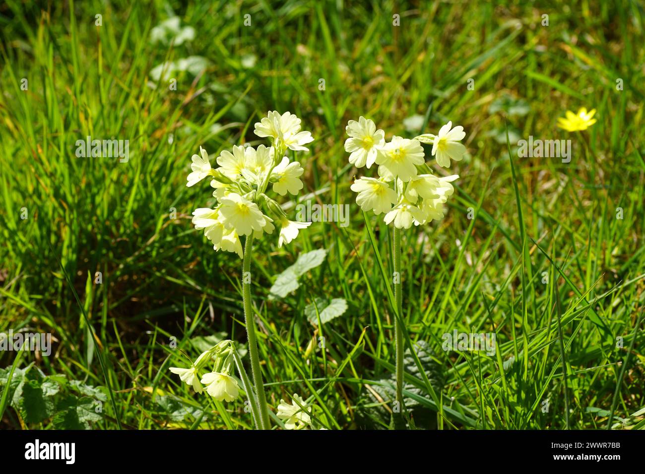 Close up yellow flowers of true oxlip (Primula elatior), primrose ...