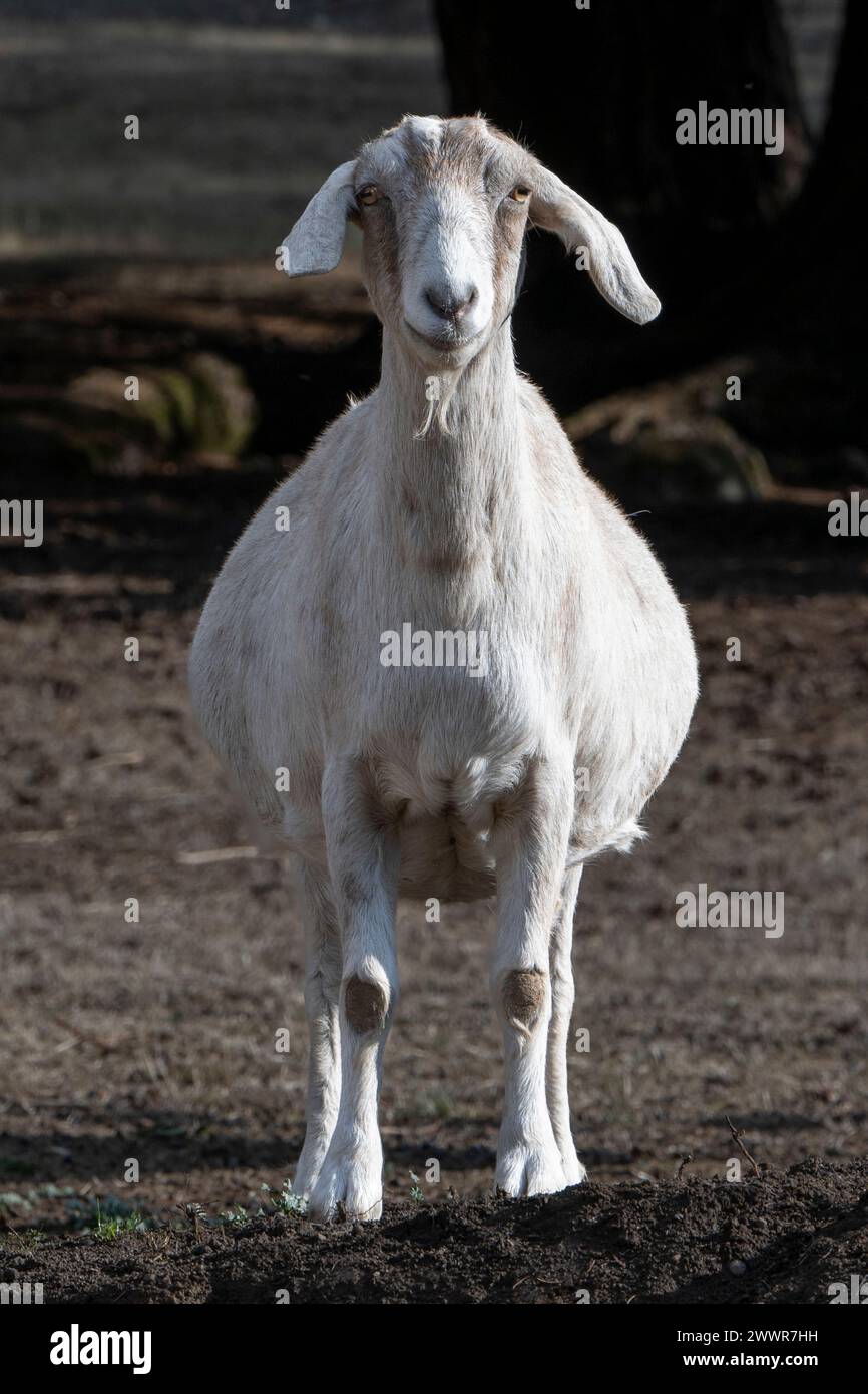 Ravenhill farm hi-res stock photography and images - Alamy