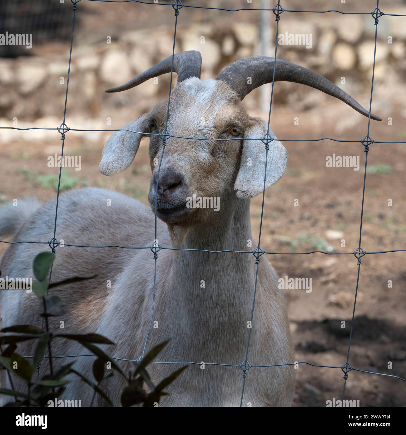Goat standing behind a fence on Ravenhill Farm, Saanichton Village, Vancouver Island, British ...