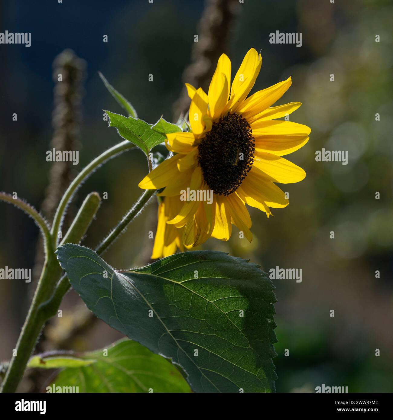 Sunflower in bloom, Ravenhill Farm, Saanichton Village, Vancouver ...