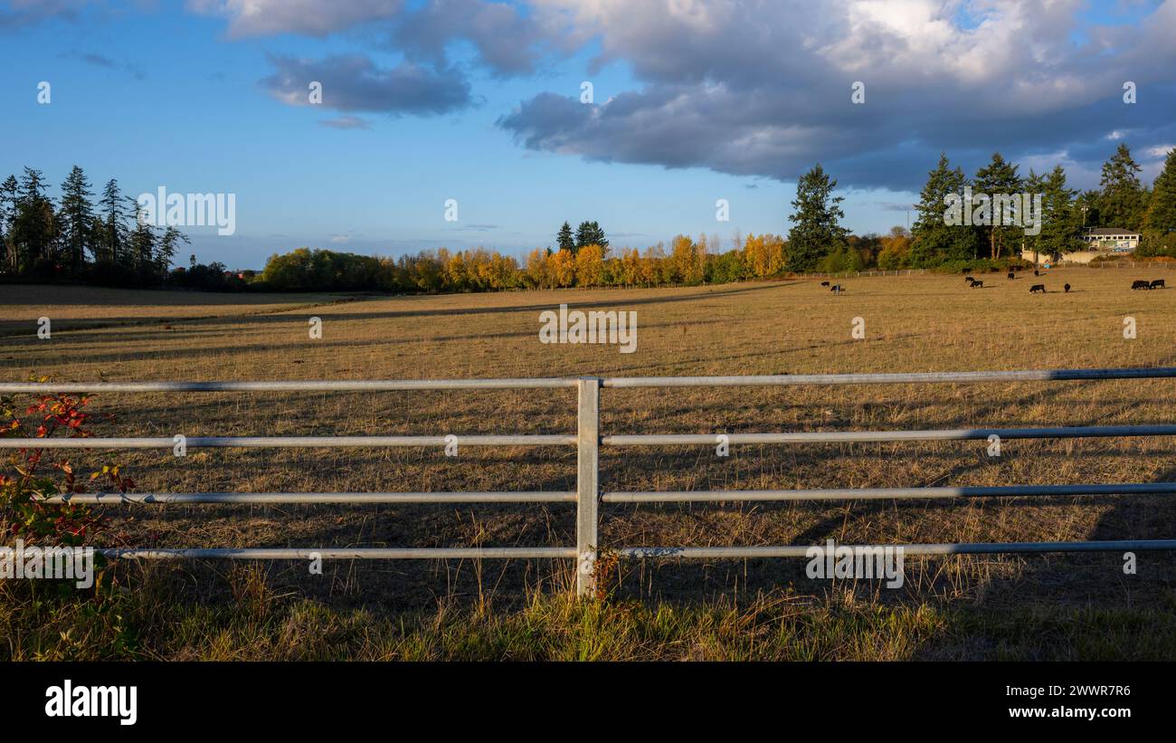 Field on vancouver island hi-res stock photography and images - Alamy