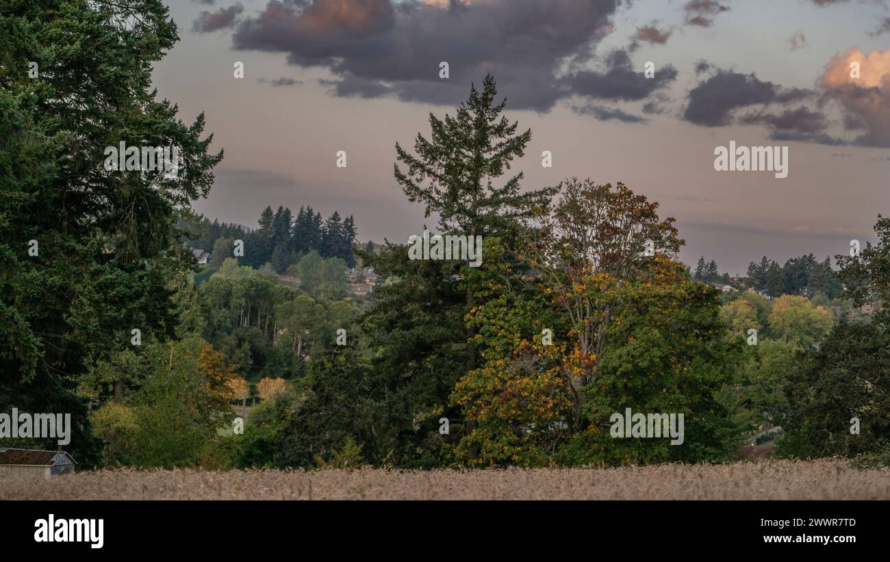 Forest landscape, Saanich Inlet, located between Victoria and the ...