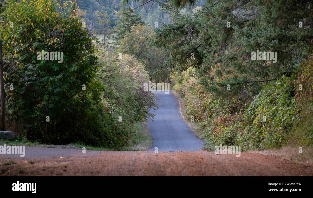 Road in the forest along Saanich Inlet, located between Victoria and ...