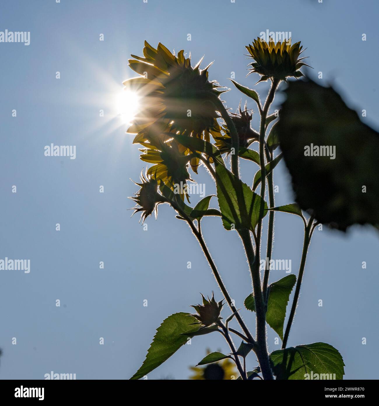 Sunlight shining through a sunflower growing on Bickford Farms ...