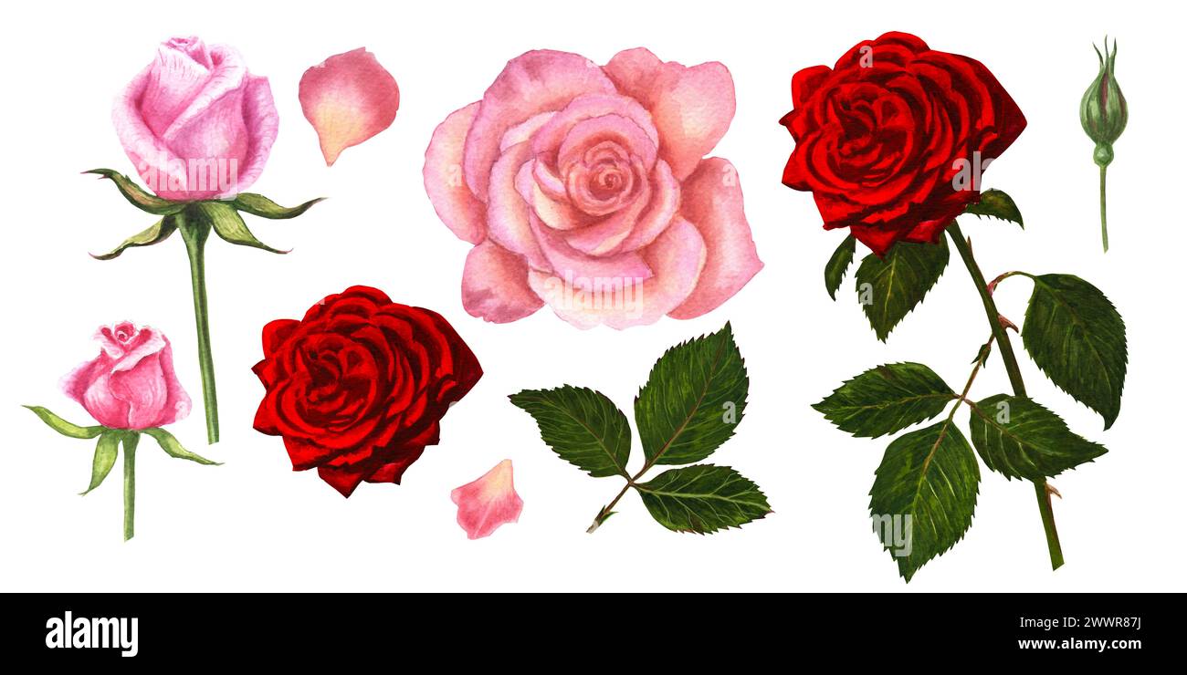 Pink roses watercolor botanical Cut Out Stock Images & Pictures - Alamy