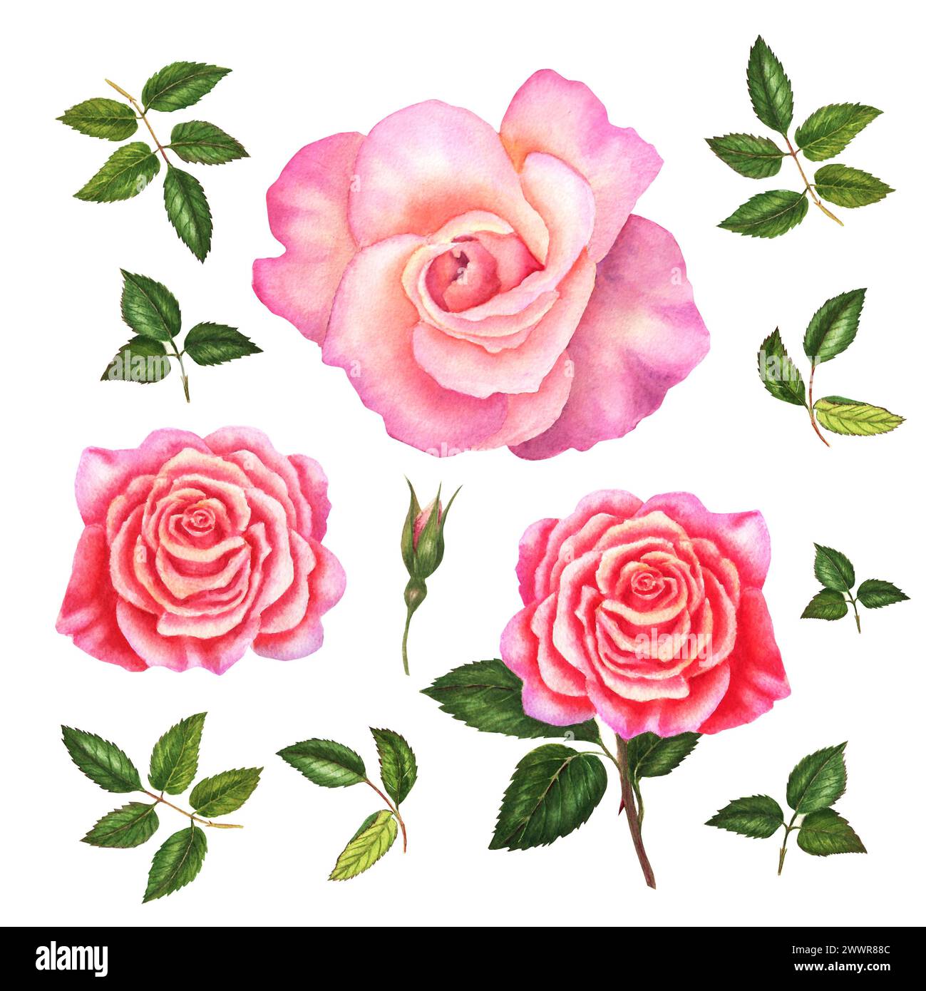 Set watercolor elements of pink roses; collection garden flowers ...