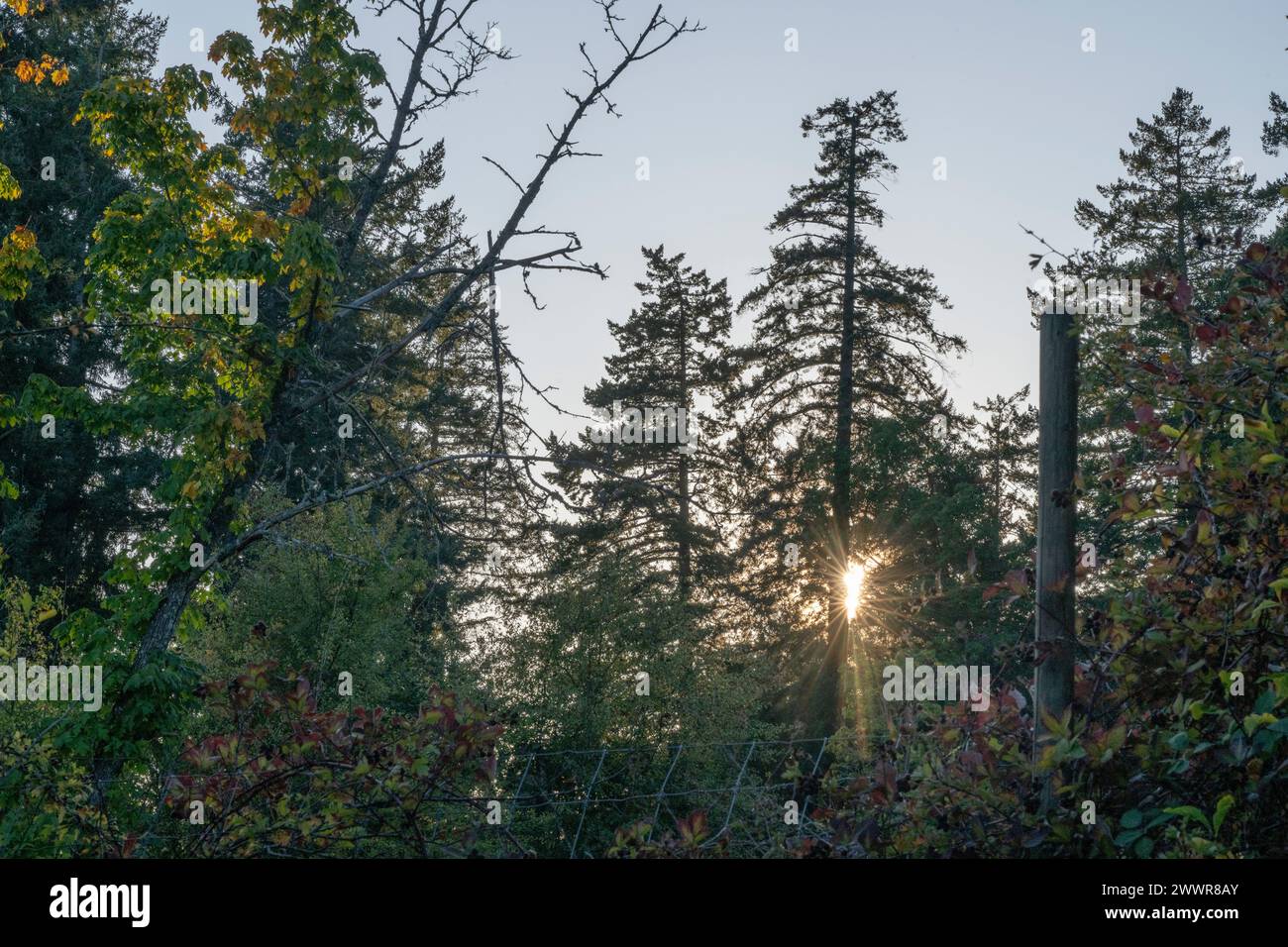 Sunlight shining through treetops in the forest, Saanich Inlet, located ...