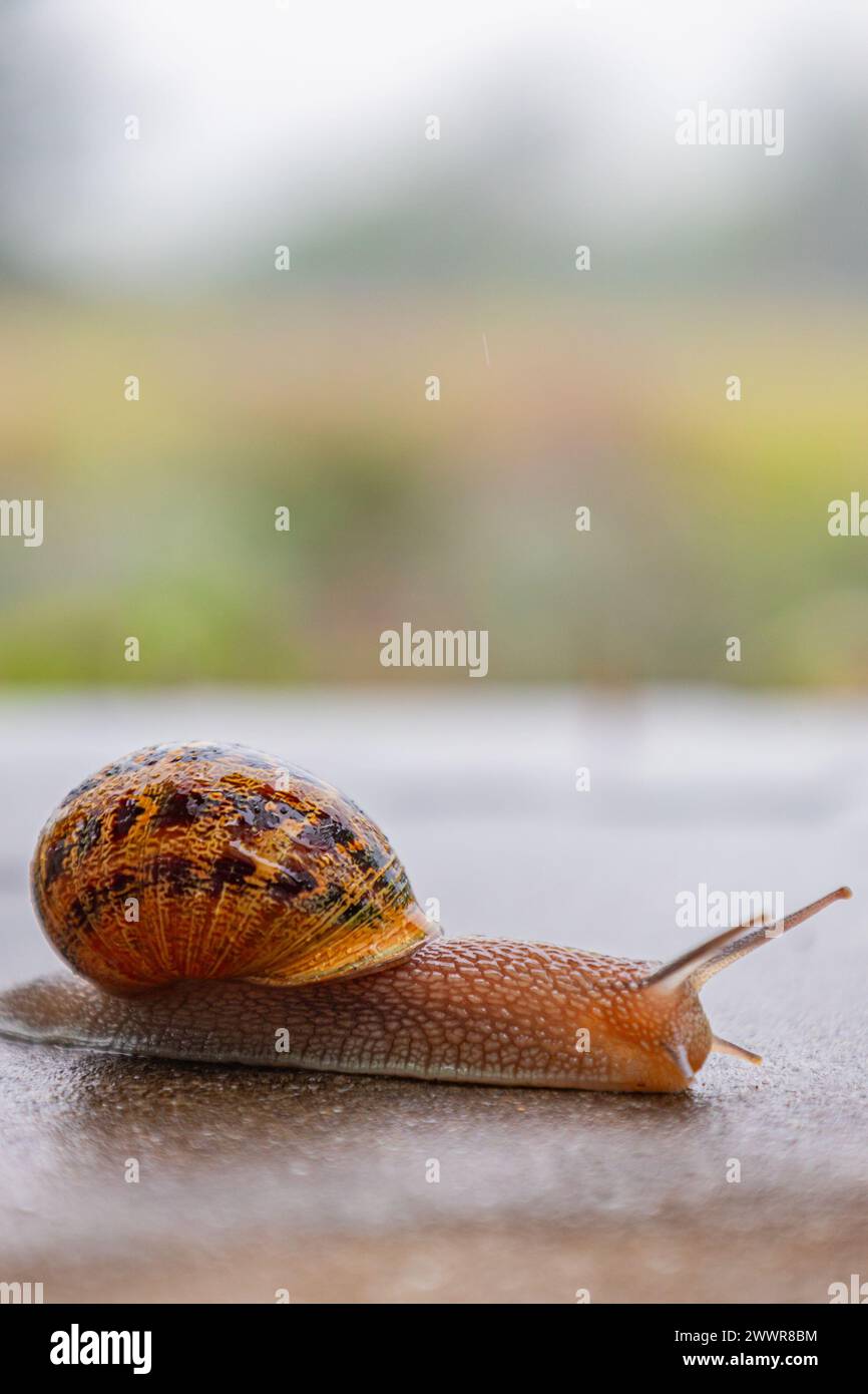 Snail crawls along a rough surface. Close up. Gastropods with an ...