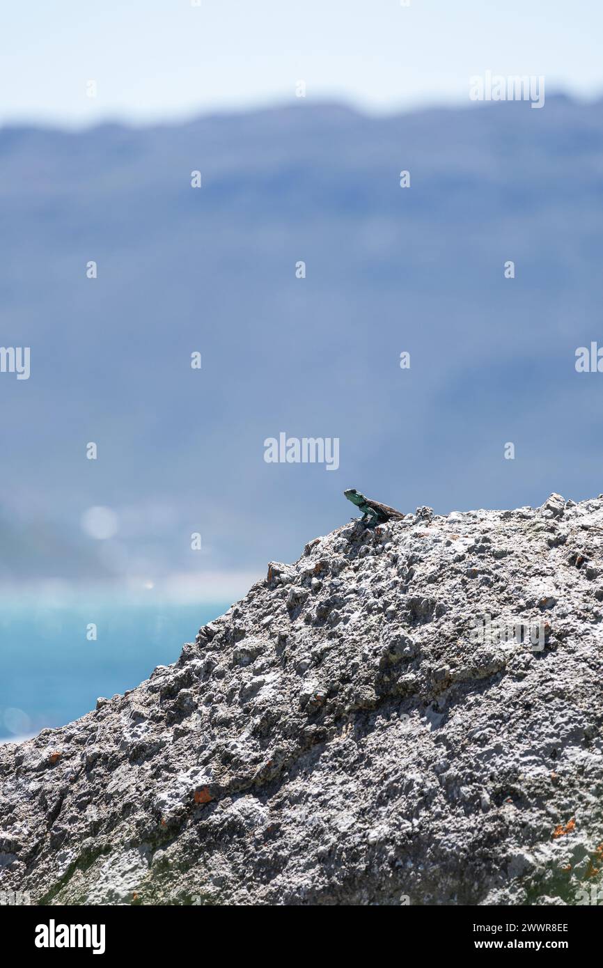 Cute small animal lizard in wildlife on rock looks into the distance ...