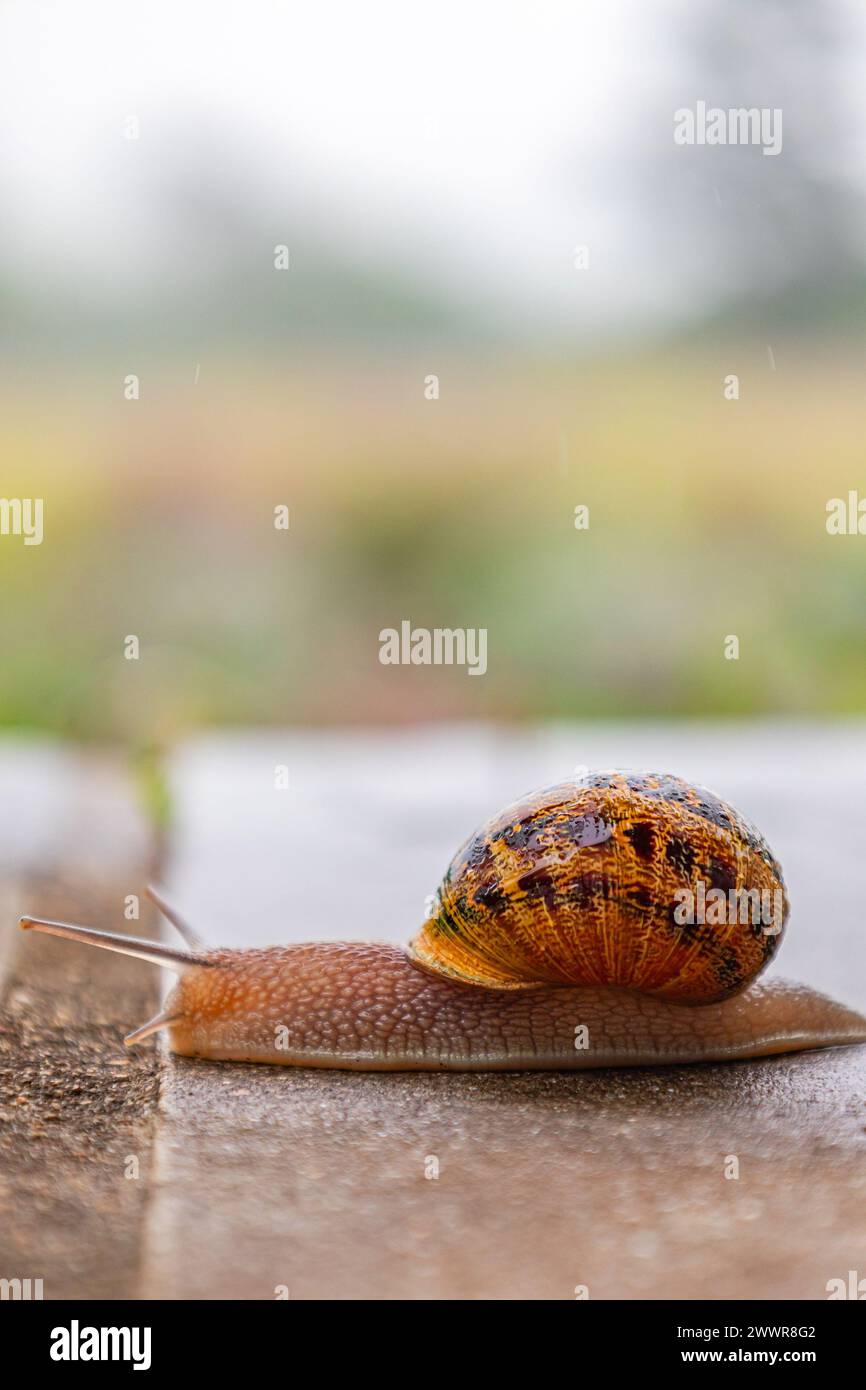 Gastropods with an external spotted brown black shell. Snail crawls ...