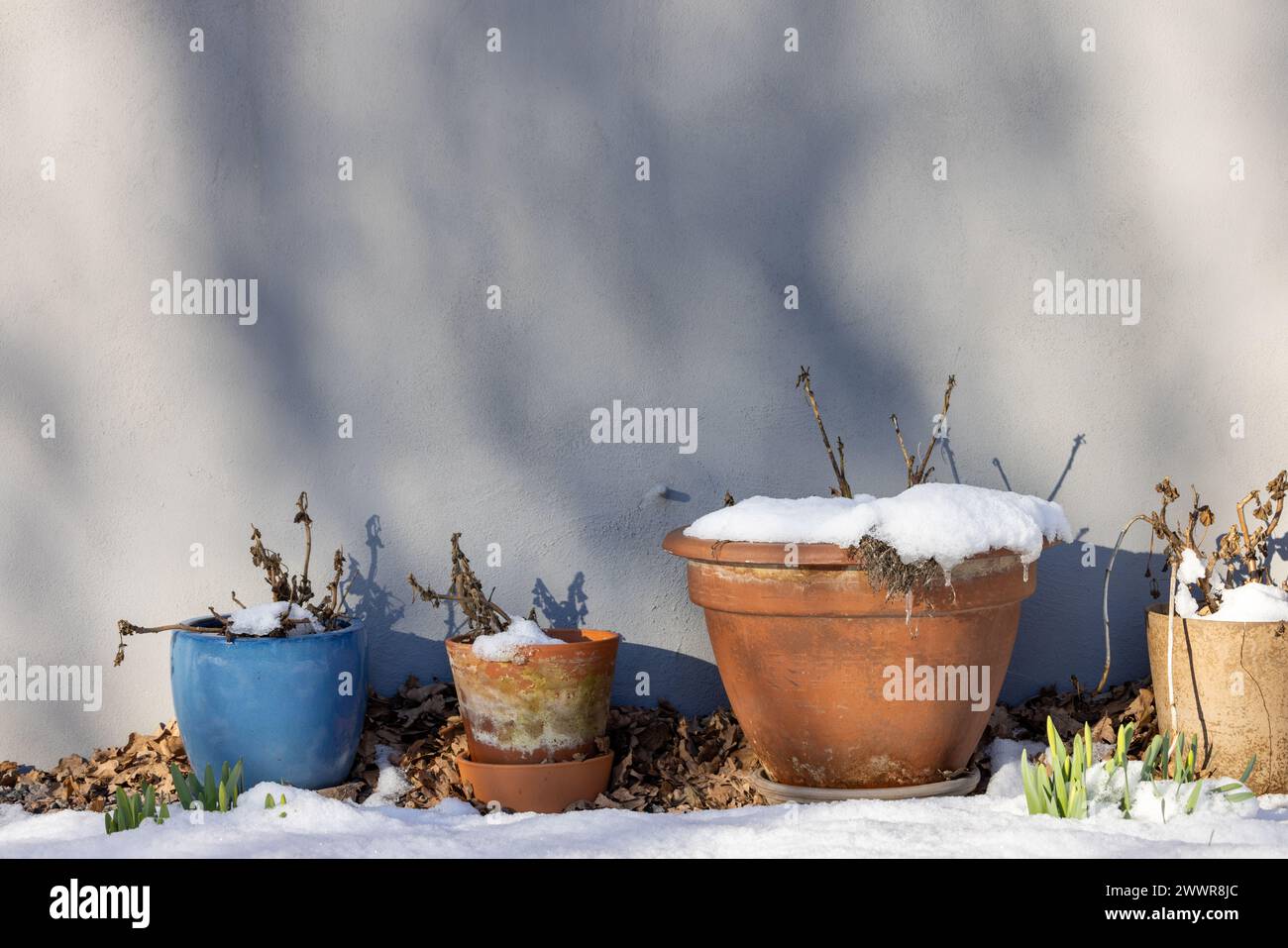 Flower pots covered with snow against wall. Spring flower buds growing ...