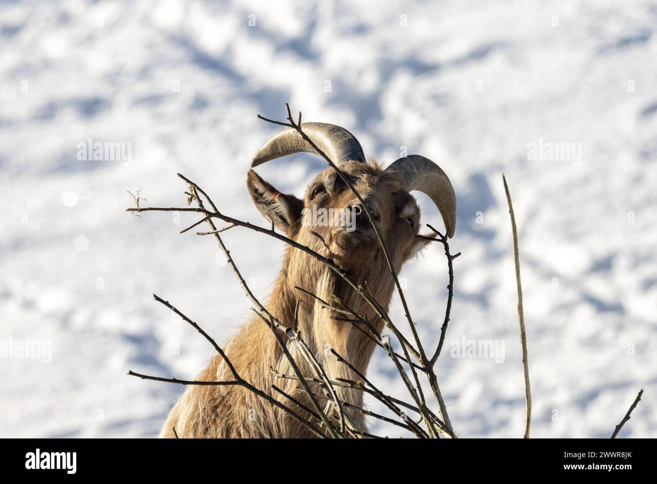 Scandinavian domestic goat feeding from branch with winter background ...