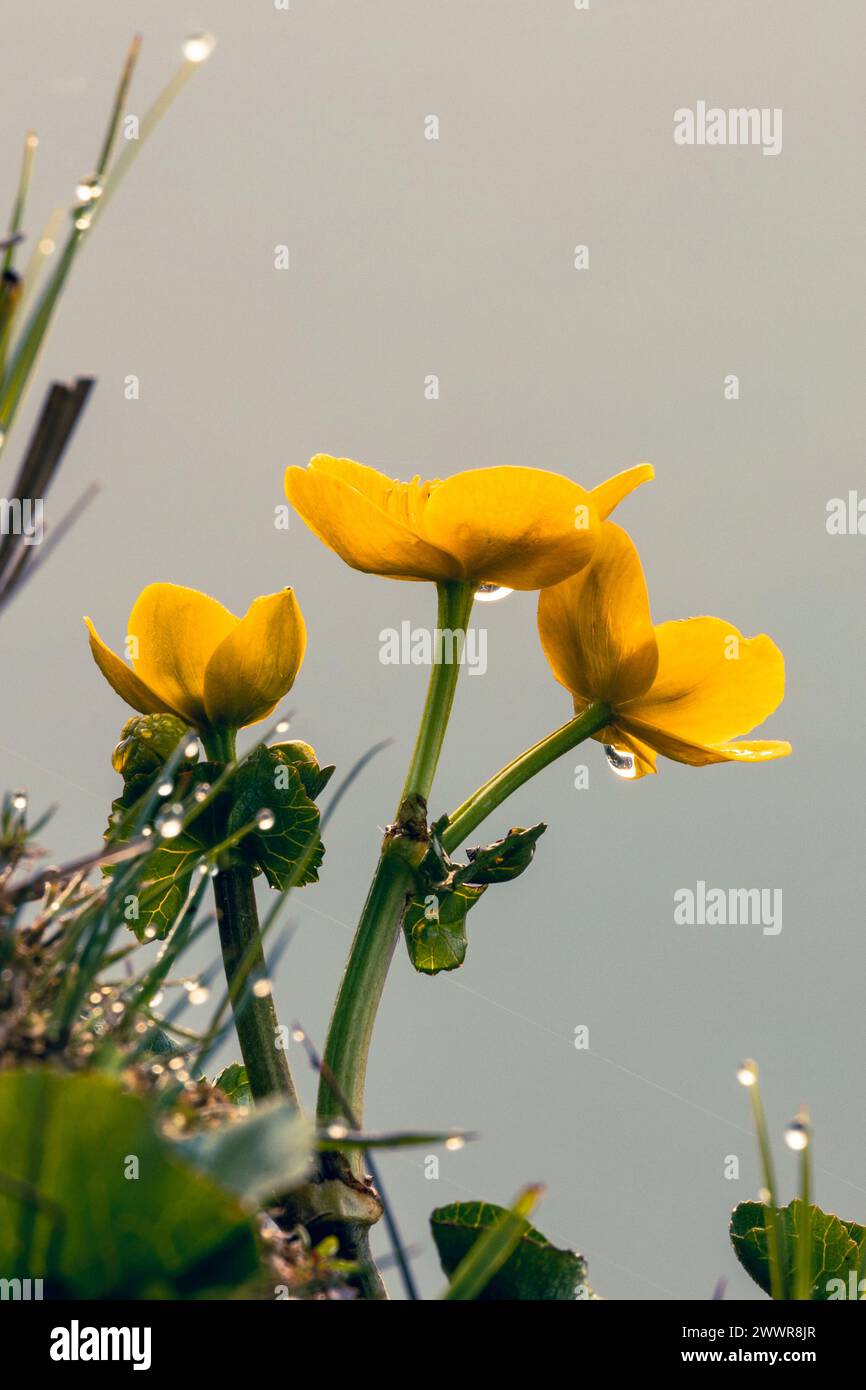 Yellow buttercup flower in morning dew with drop of water Stock Photo ...