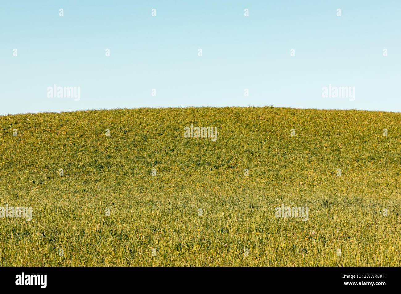 Simple rolling hill meadow with green grass and clean sky Stock Photo ...