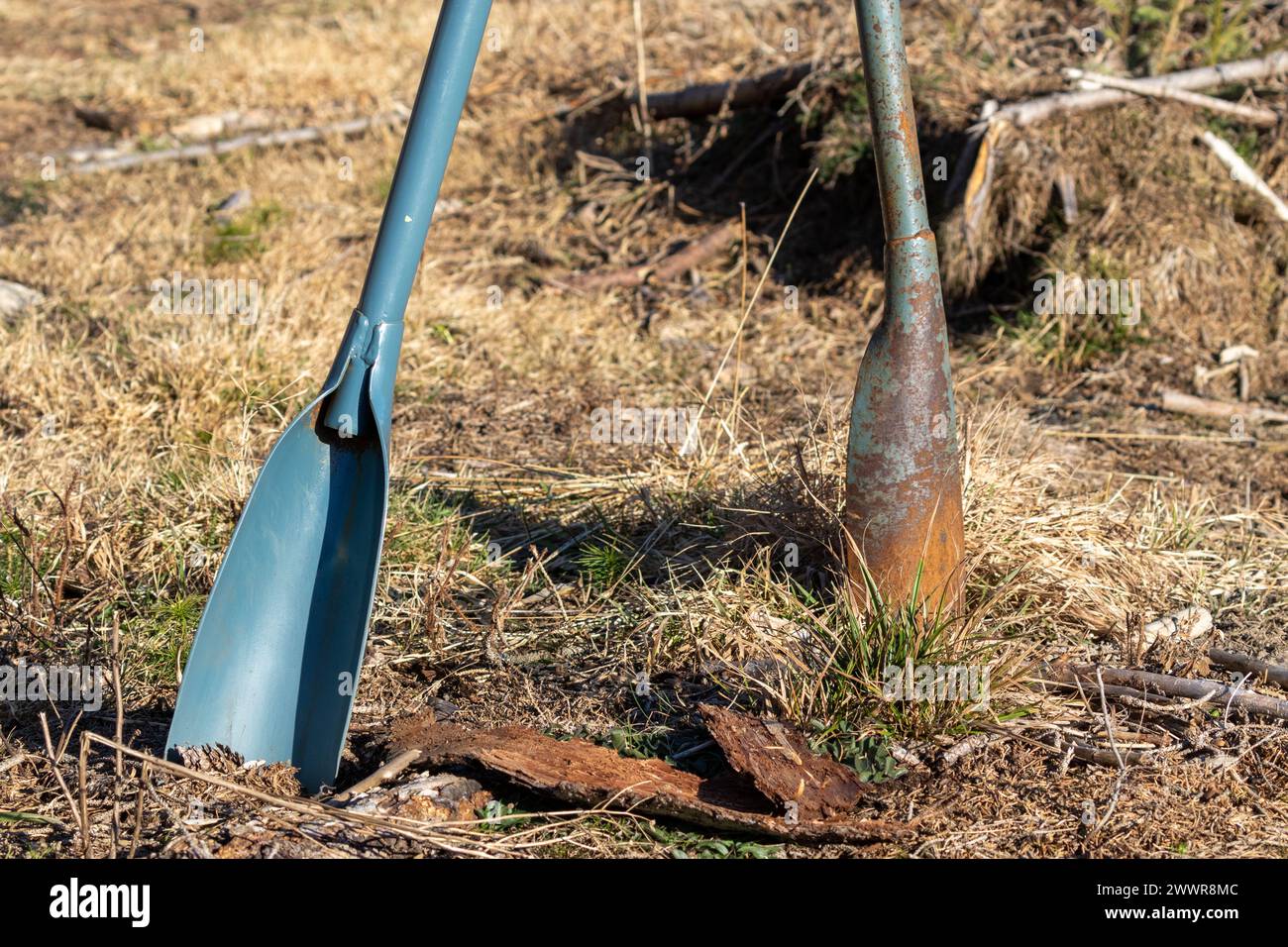 Metal Tool for planting tree seedlings in forest area Stock Photo - Alamy
