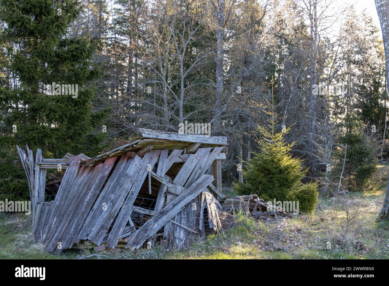 Collapsed cabin in woodland. Dry grass in early spring Stock Photo - Alamy