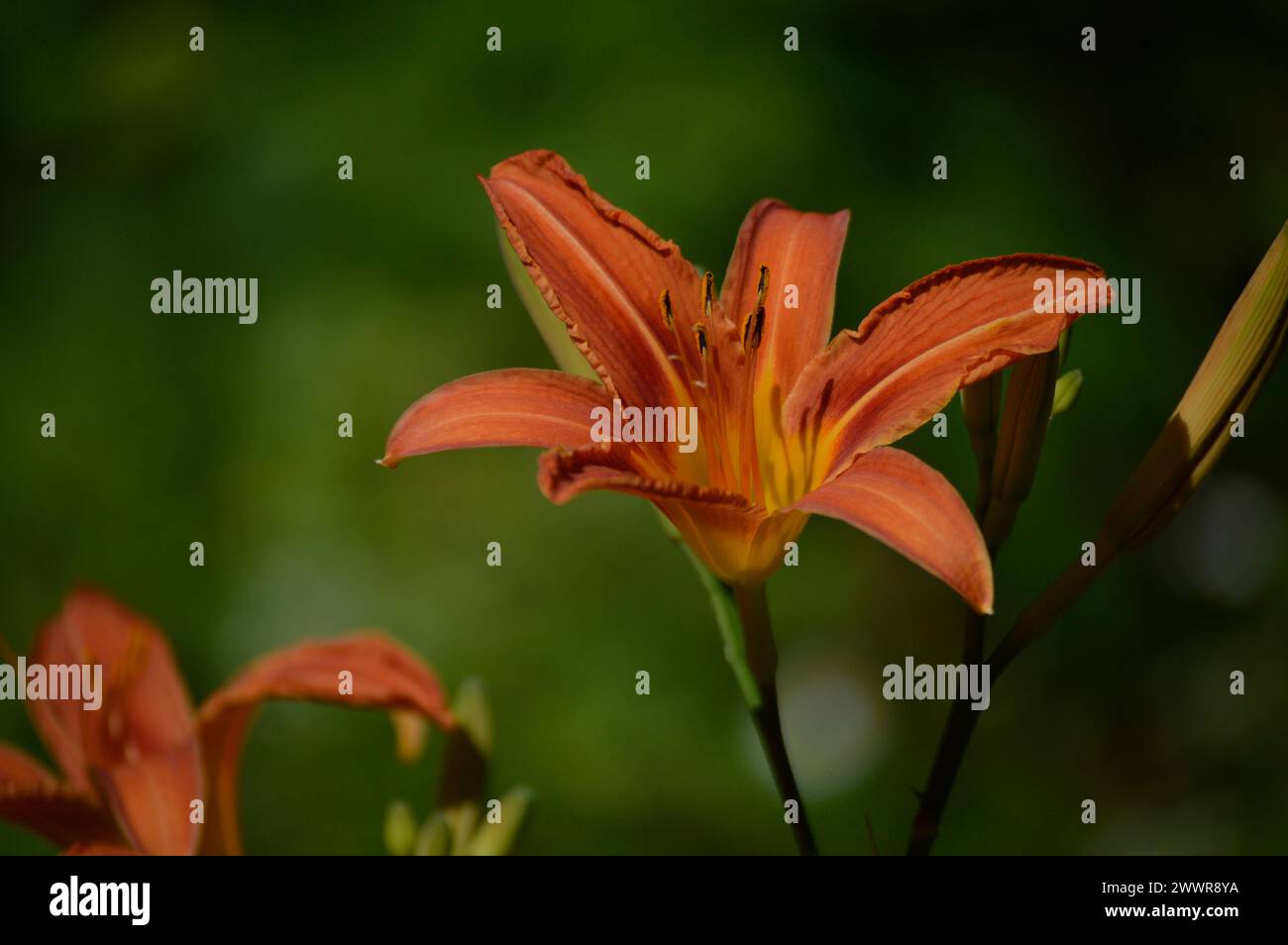 Close up of an Orange Easter lily with open petals in full bloom Stock ...