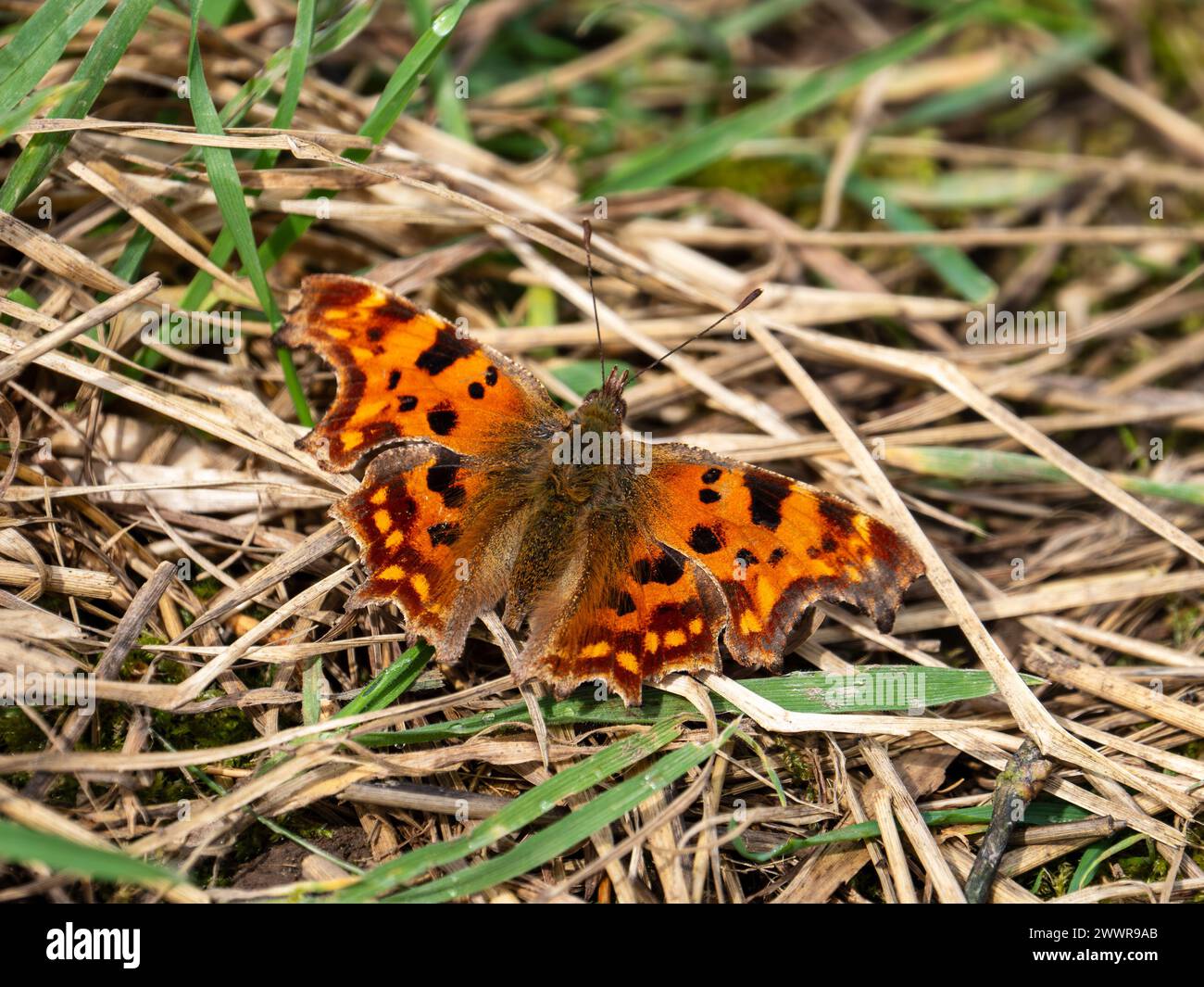 Comma Butterfly With its Wings Open Stock Photo - Alamy