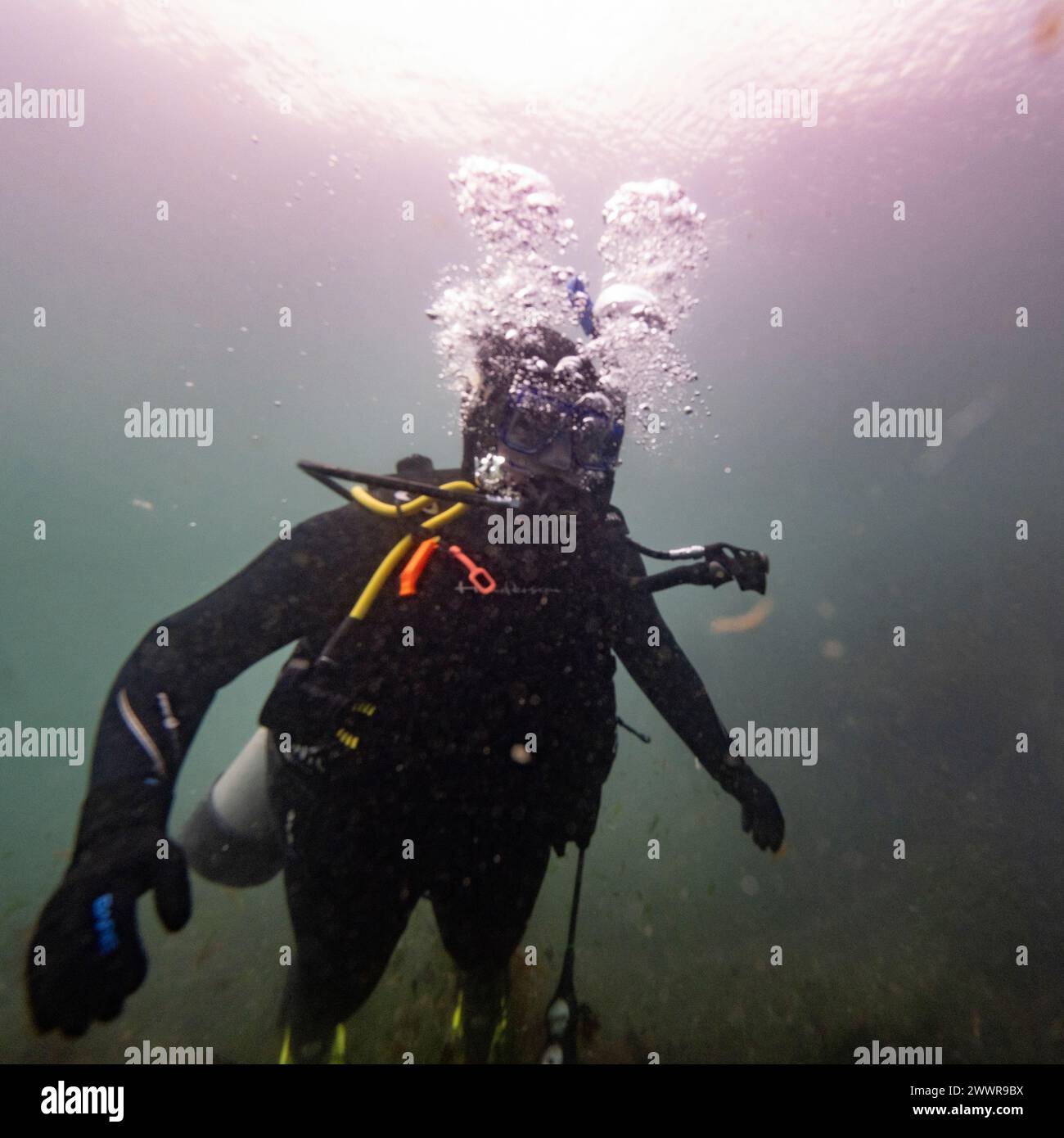 Underwater view of a scuba diver in the ocean, Ogden Point, Vancouver ...