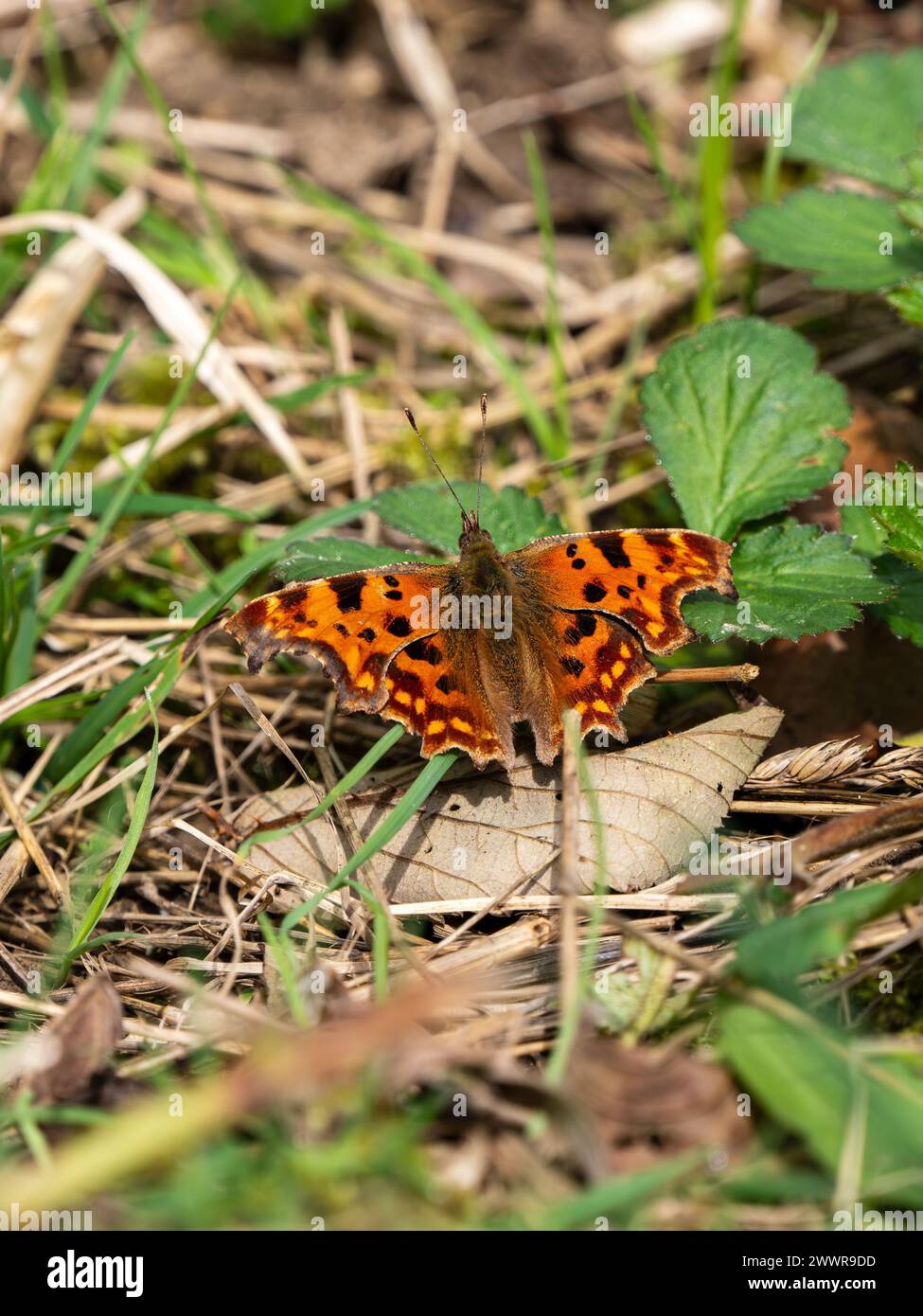 Comma Butterfly With its Wings Open Stock Photo - Alamy