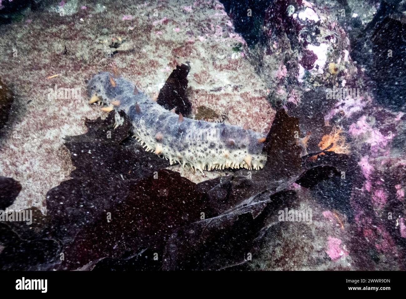 Amphibious sea centipede at the bottom of the ocean floor, Ogden Point ...