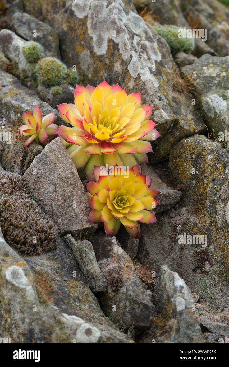 Sempervivum Gold Nugget, rosette-forming perennial, golden leaves with ...
