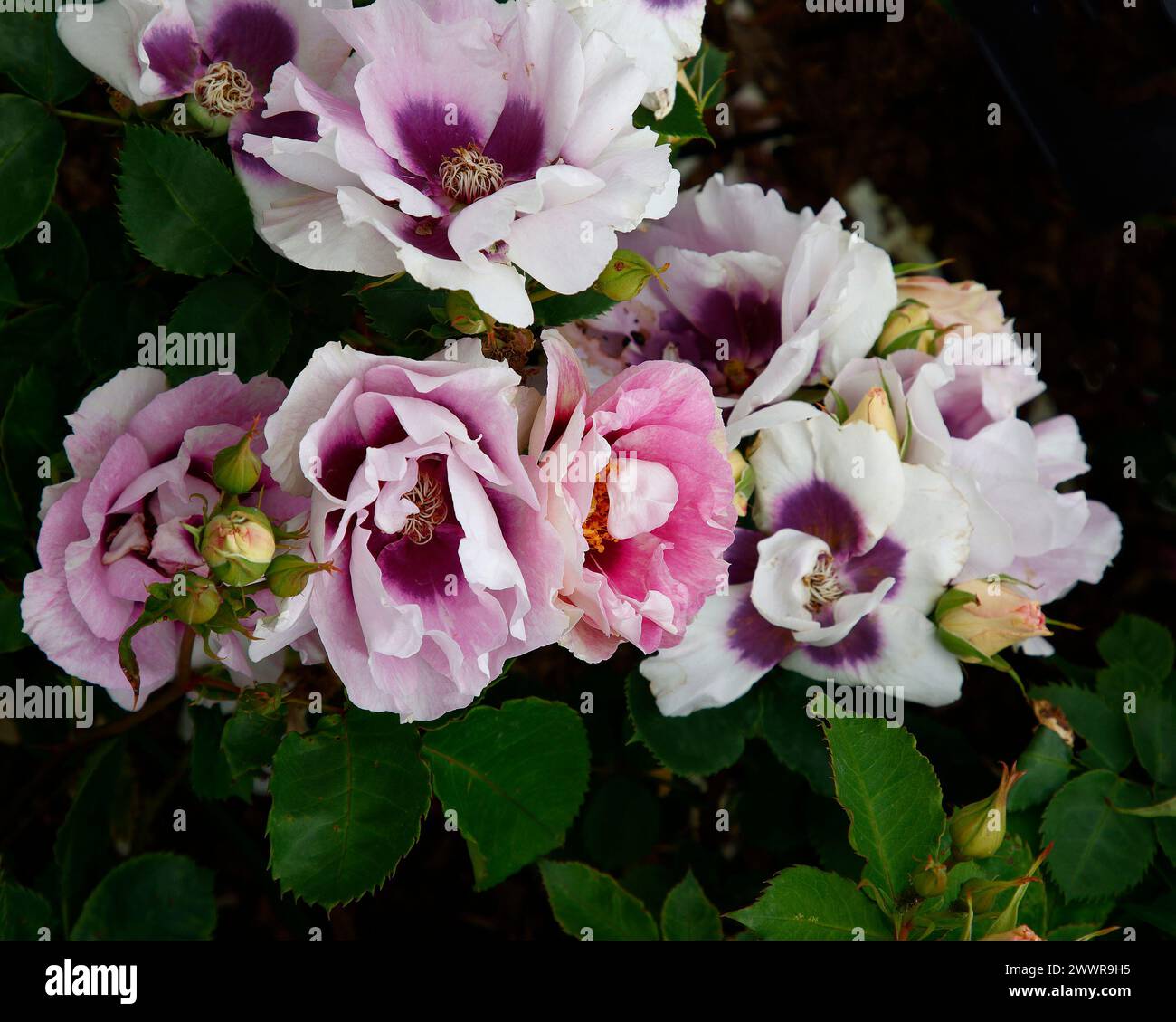 Closeup of the variegated lilac purple white flowers of the garden bush ...