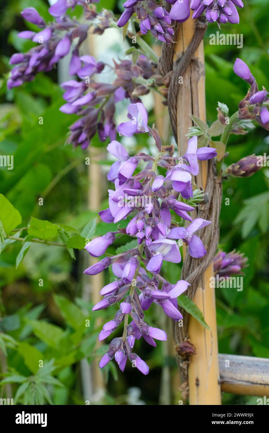 Wisteria okayama fuji hi-res stock photography and images - Alamy