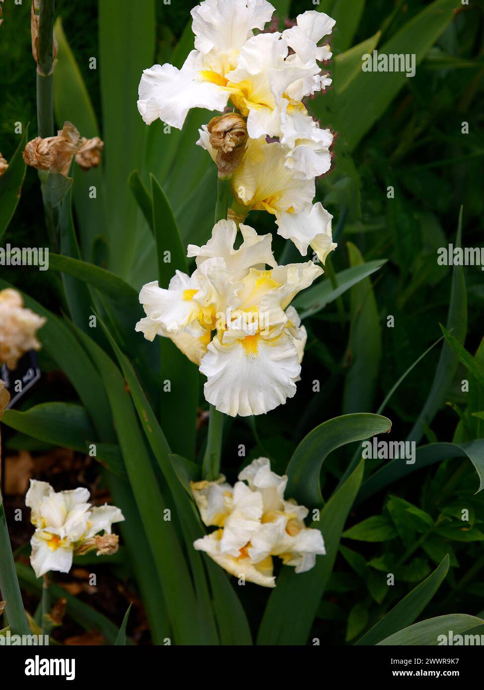 Iris princess bride hi-res stock photography and images - Alamy